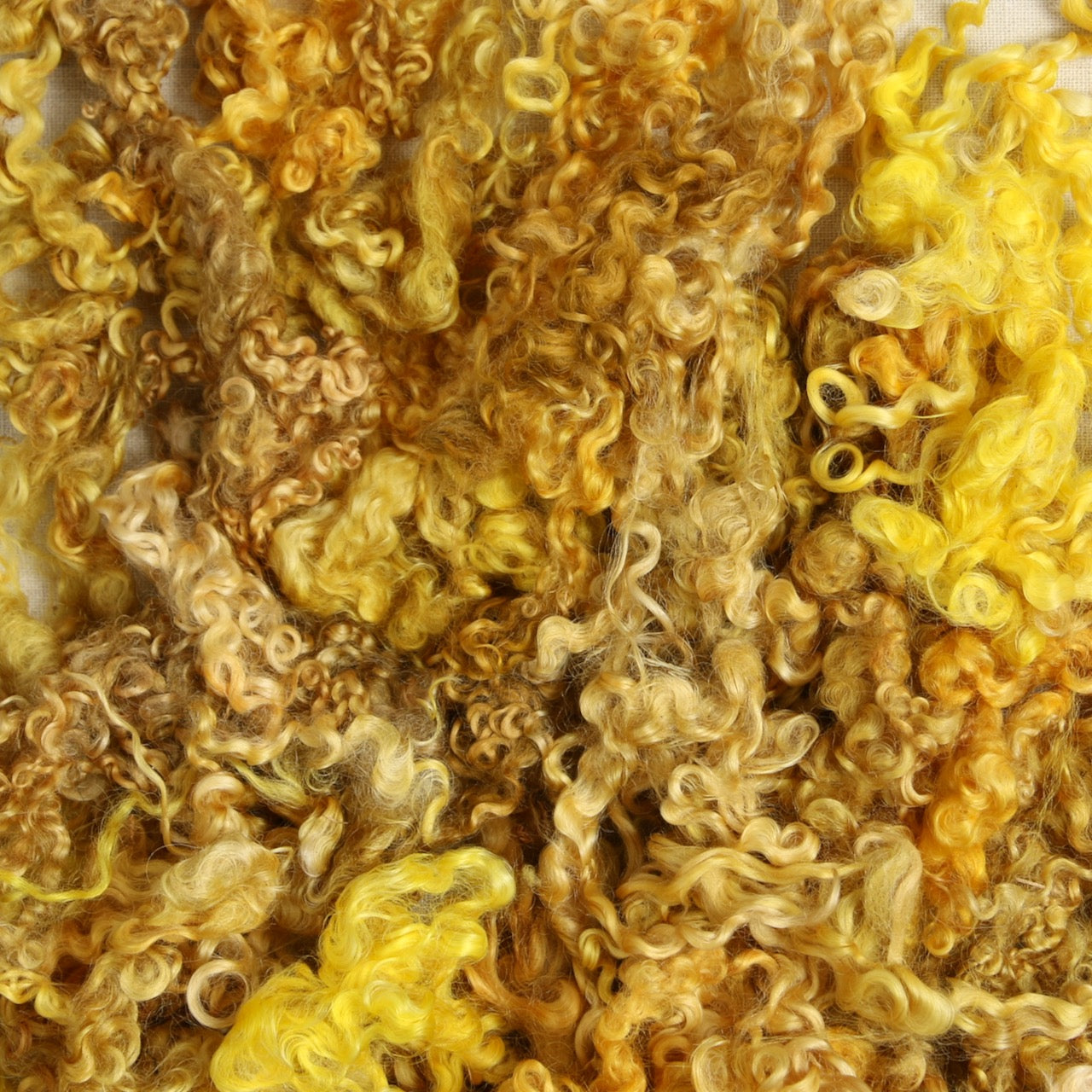 Wensleydale Curls, Yellow – Benzie Design